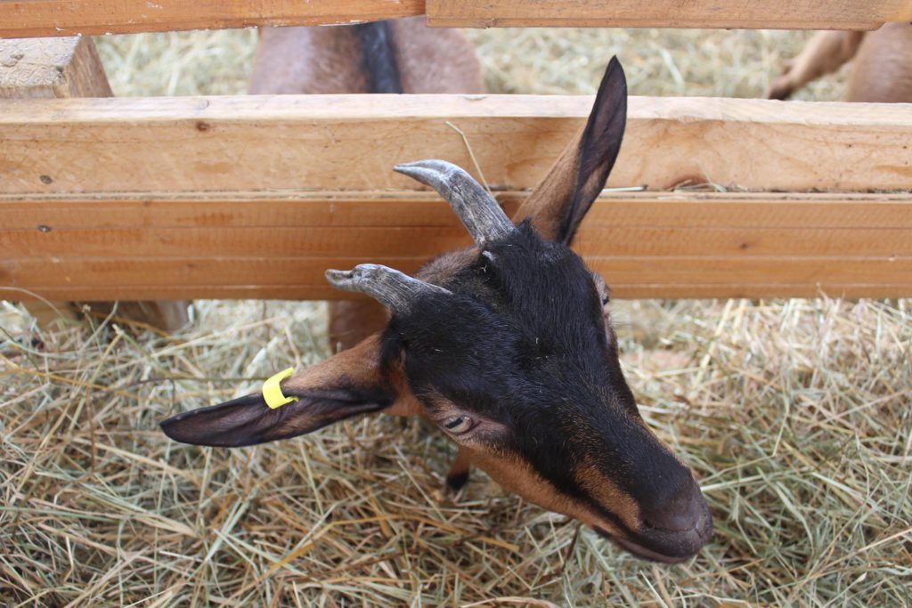 Fattoria Le Caprine: caprini a Gambassi Terme in Toscana - Spignattando