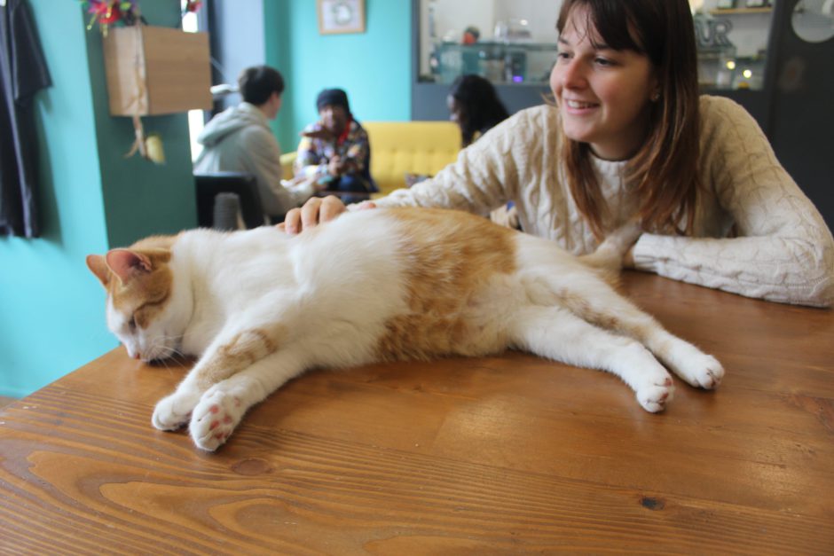 Crazy Cat Cafè: il neko cafè di Milano - Spignattando